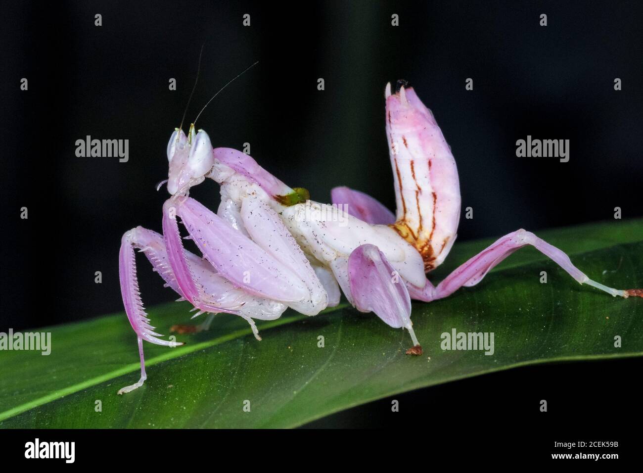pink orchid mantis, Malaysian orchid mantis, Hymenopus coronatus, or ...