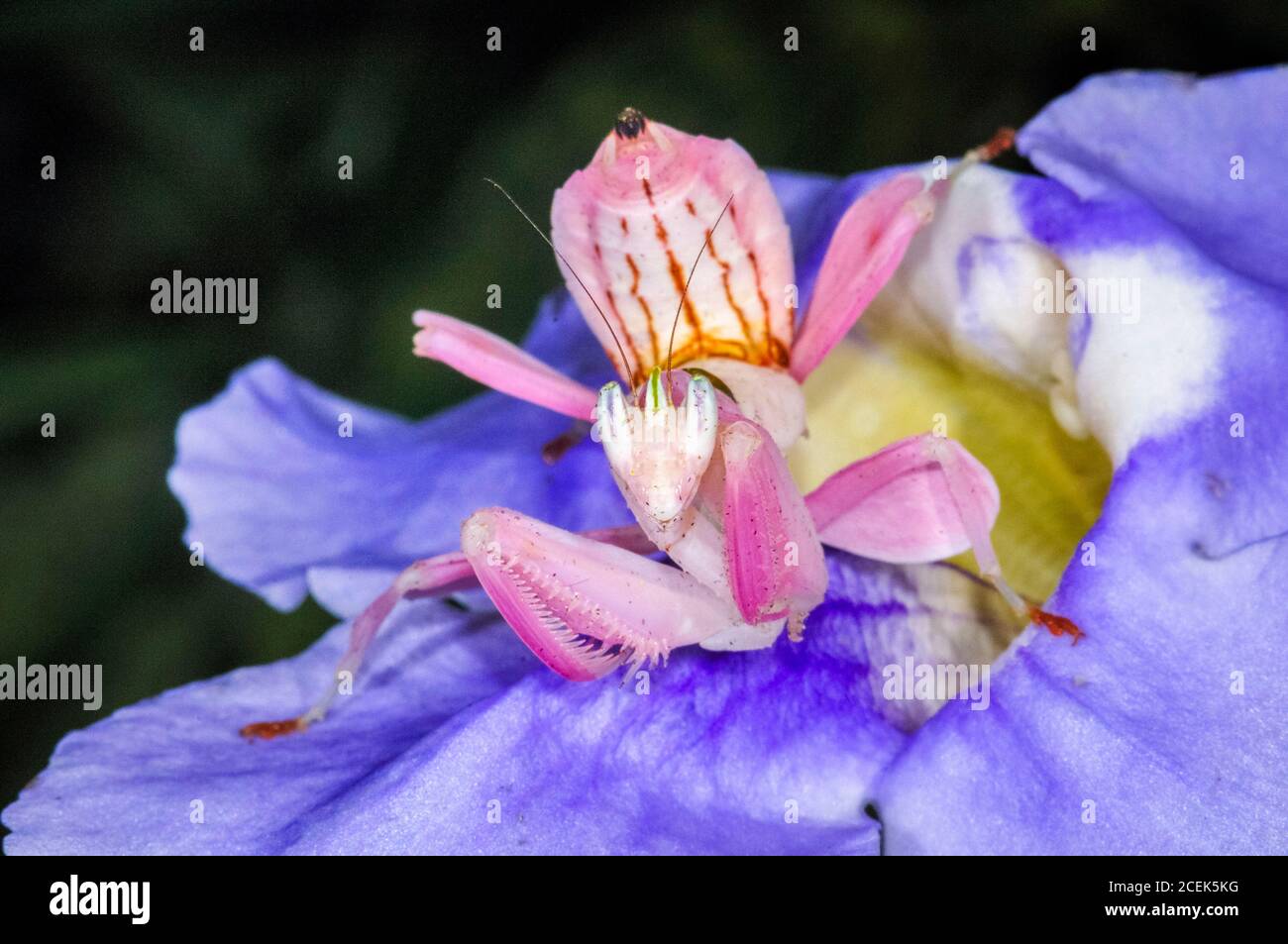 pink orchid mantis, Malaysian orchid mantis, Hymenopus coronatus, or ...
