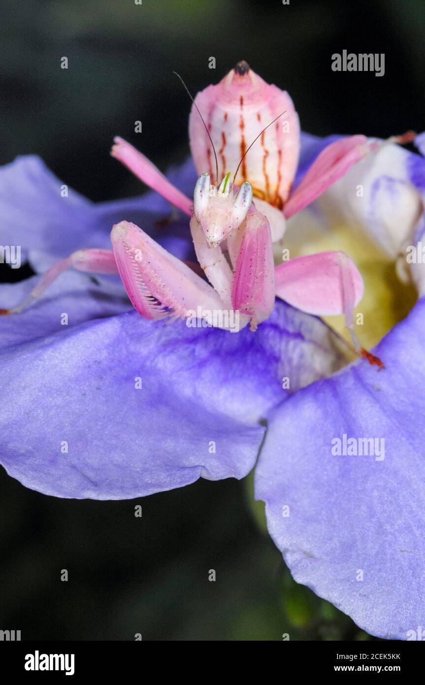 pink orchid mantis, Malaysian orchid mantis, Hymenopus coronatus, or ...