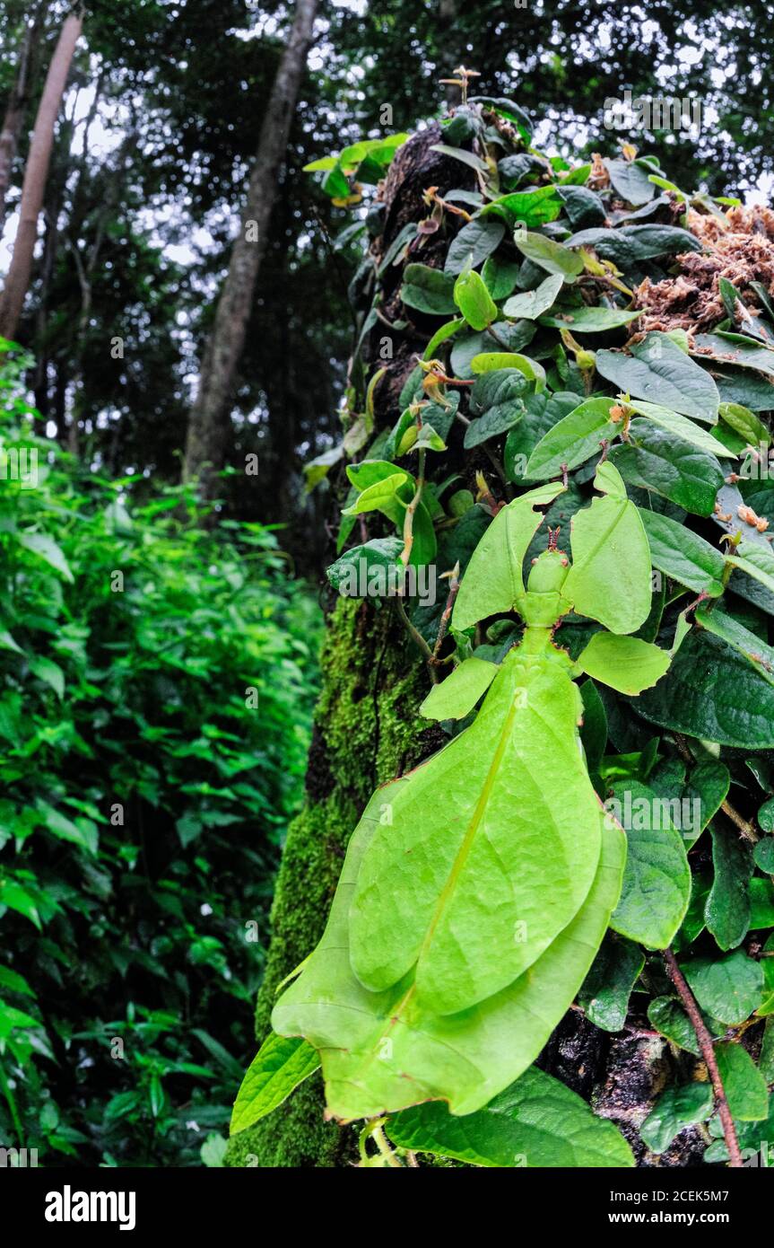 giant leaf insect, Phyllium giganteum, being camouflaged (using mimicry ...