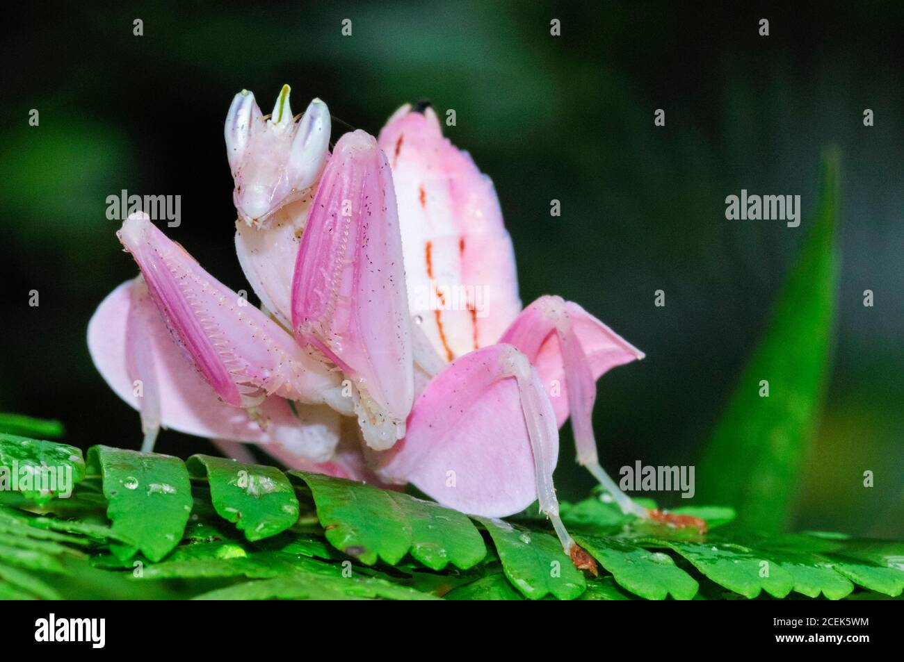 pink orchid mantis, Malaysian orchid mantis, Hymenopus coronatus, or ...