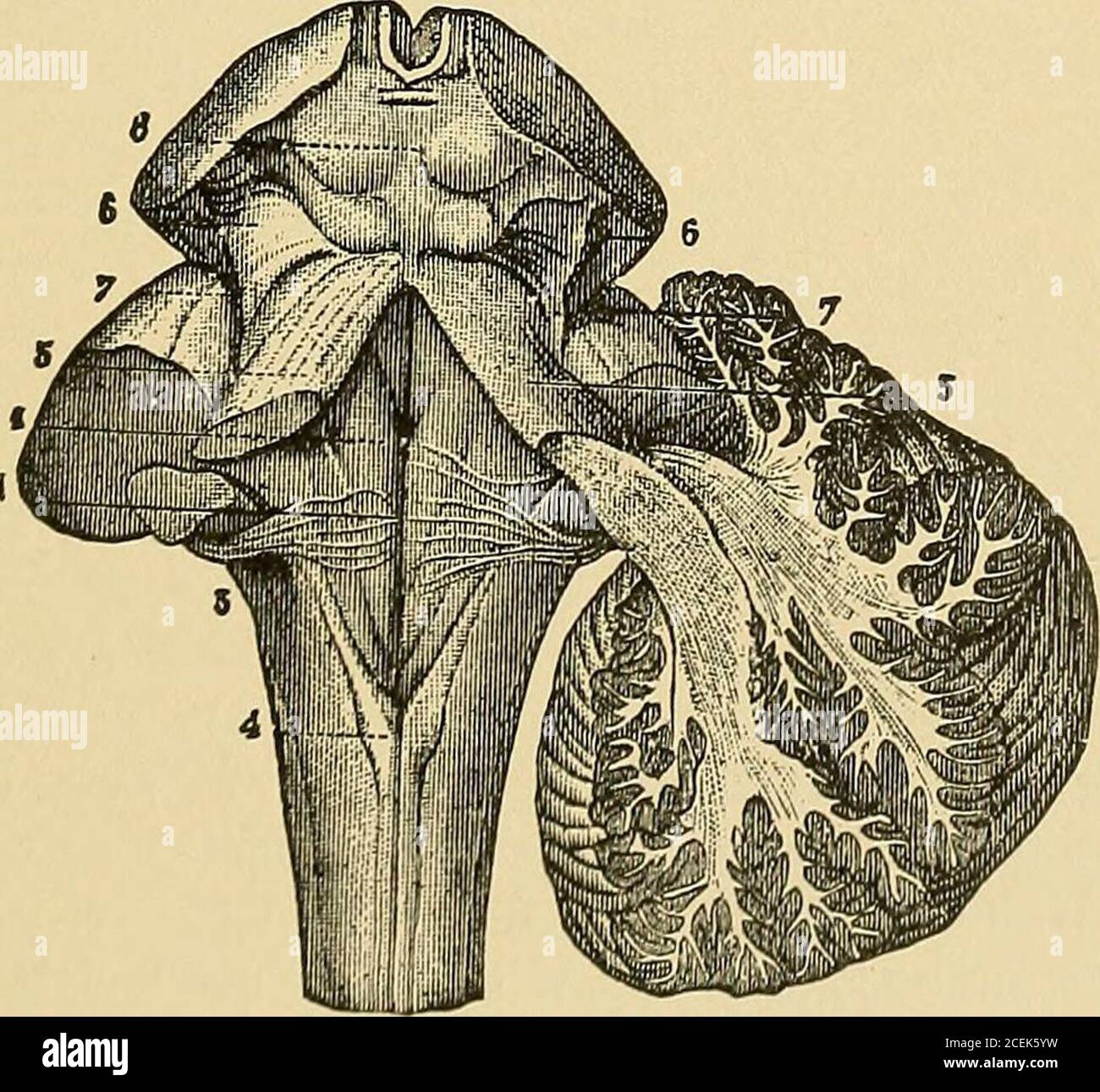 Corpora Quadrigemina High Resolution Stock Photography and Images - Alamy