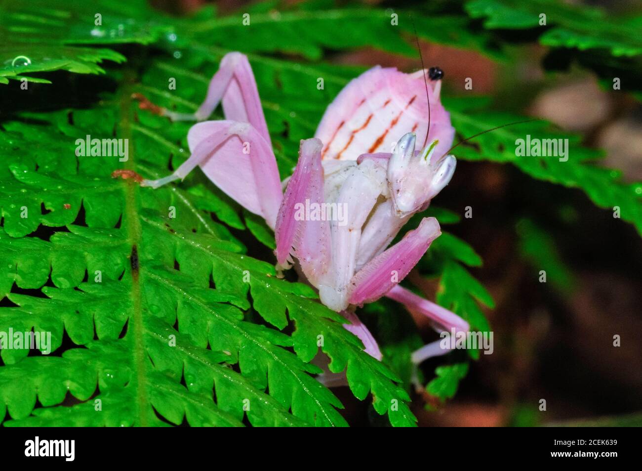 pink orchid mantis, Malaysian orchid mantis, Hymenopus coronatus, or ...