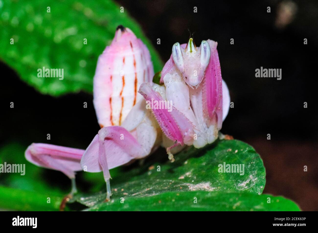 pink orchid mantis, Malaysian orchid mantis, Hymenopus coronatus, or ...