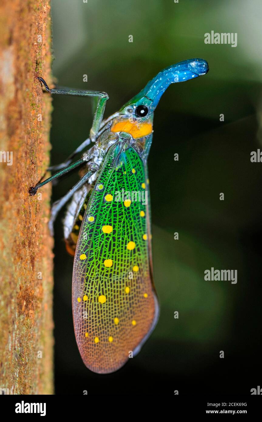 Borneo planthopper hi-res stock photography and images - Alamy