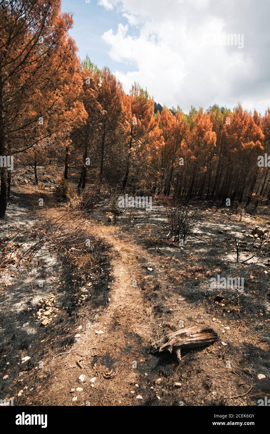 Burned trees wildfire hi-res stock photography and images - Alamy