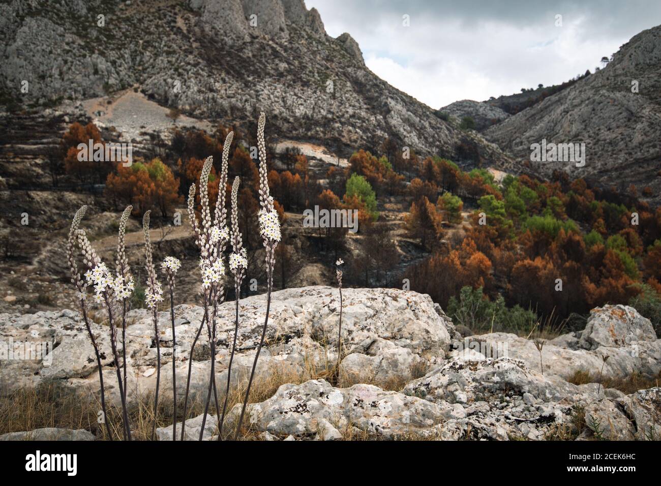 Flowers surviving a forest fire in the mountain Stock Photo - Alamy