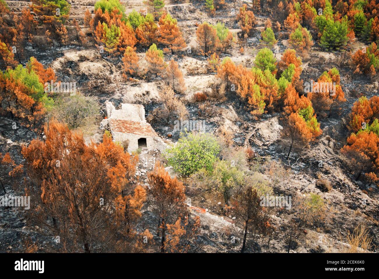 Burned trees in a wildfire in the mountain Stock Photo - Alamy
