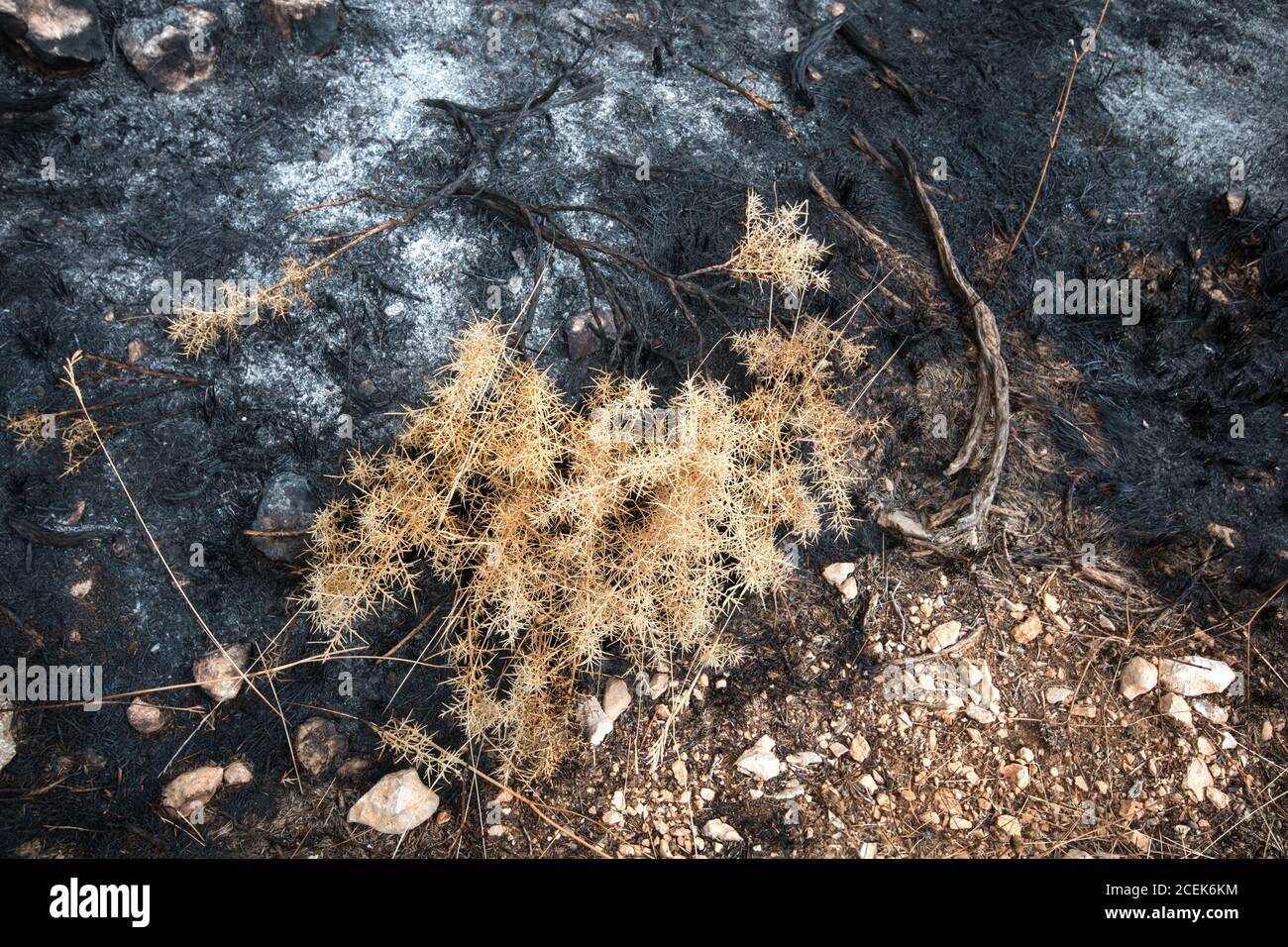 Burned ground from fire hi-res stock photography and images - Alamy