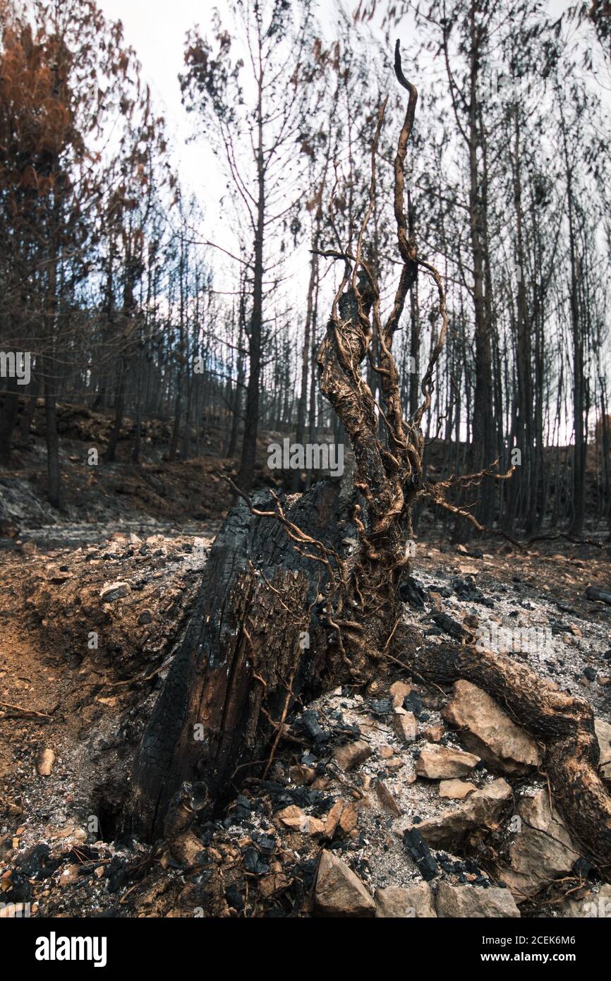 Burned tree trunk hi-res stock photography and images - Alamy