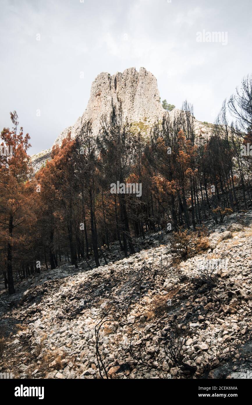 Burned trees in a wildfire in the mountain Stock Photo - Alamy
