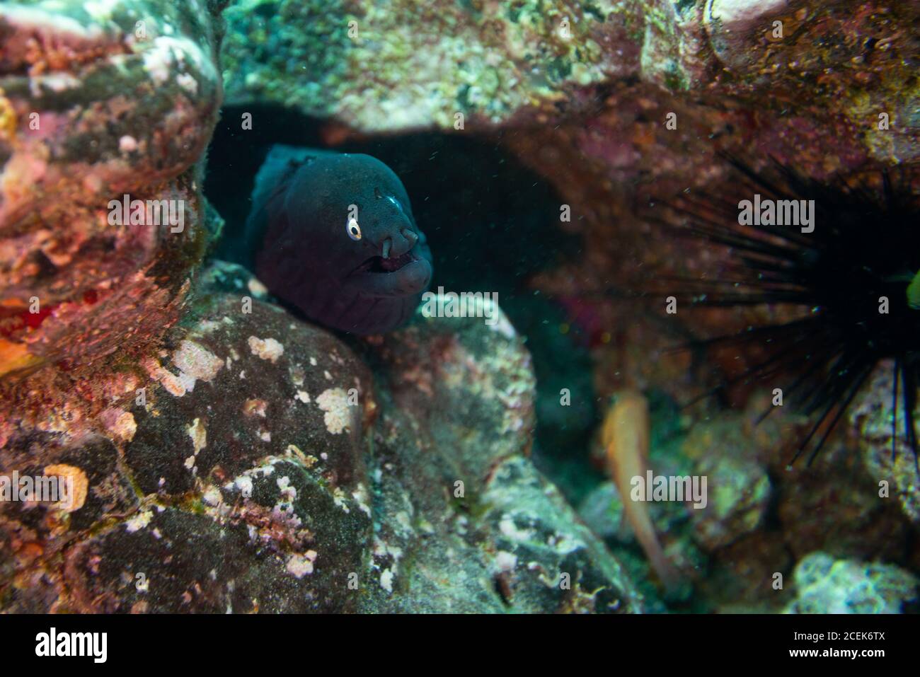 Black moray eel hi-res stock photography and images - Alamy
