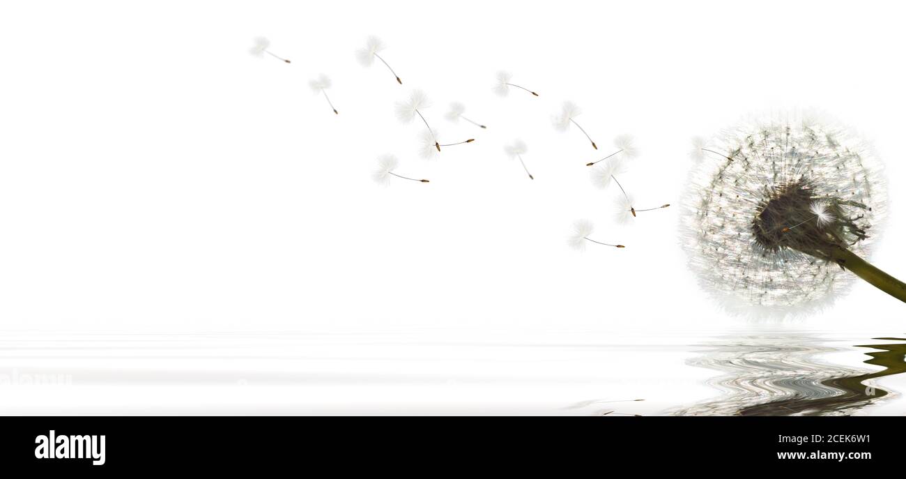 Beautiful dreamy spring with white background Stock Photo - Alamy