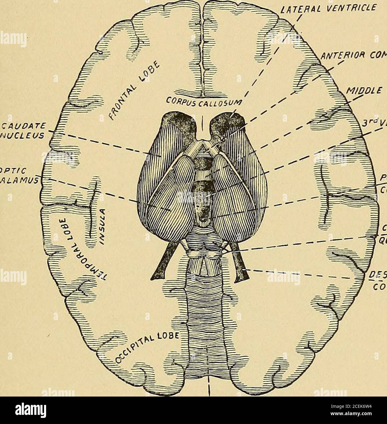 Caudate Nucleus Internal Capsule