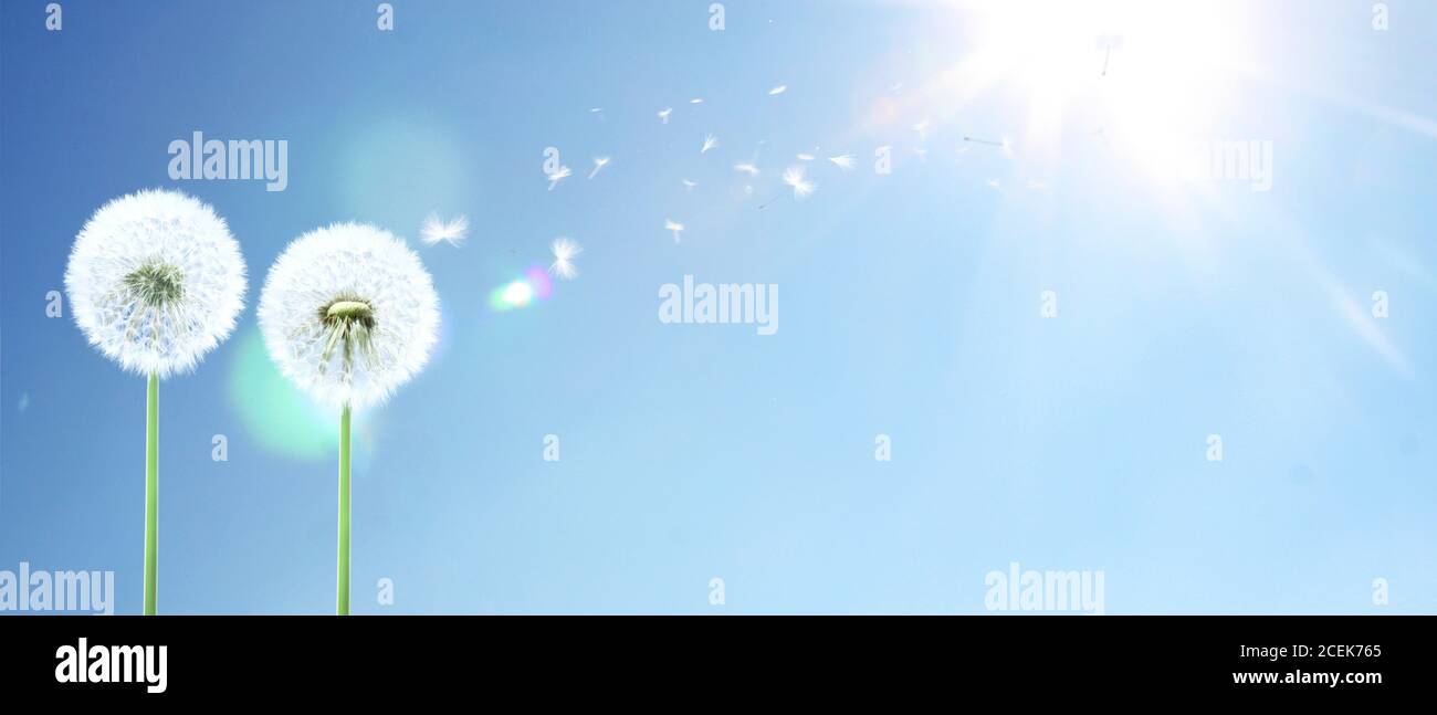 Beautiful dreamy spring nature background with dandelion Stock Photo ...