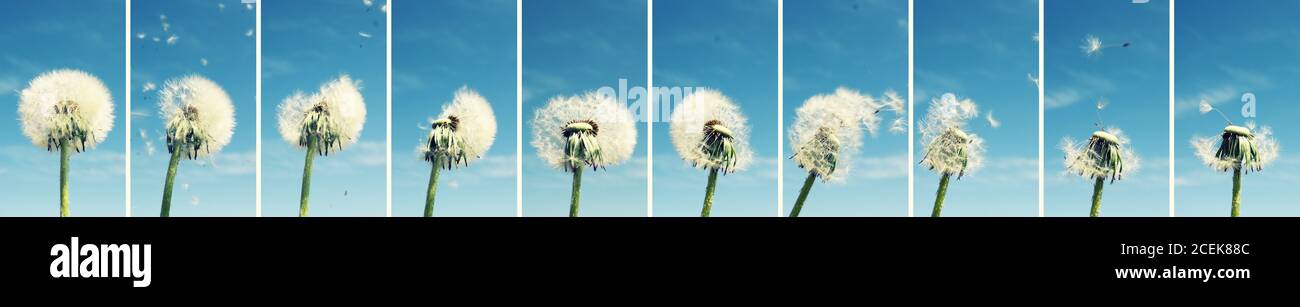 Beautiful dreamy spring nature background with dandelion Stock Photo ...