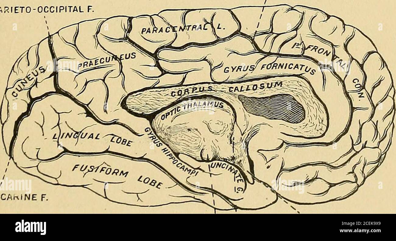 . A treatise on nervous and mental diseases, for students and ...