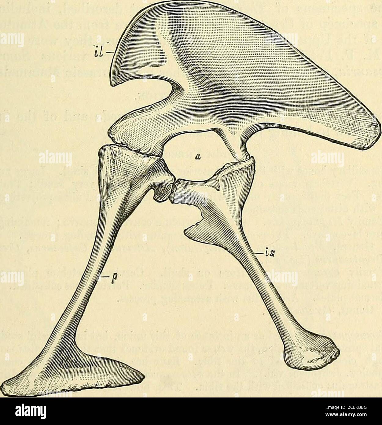 . Geological magazine. Pelvis of Ceratosaurus nasicornis, Marsh ; side ...