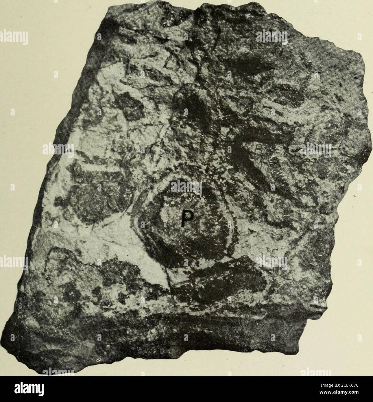 . Report of the Commission Appointed to Investigate the Zinc Resources ...