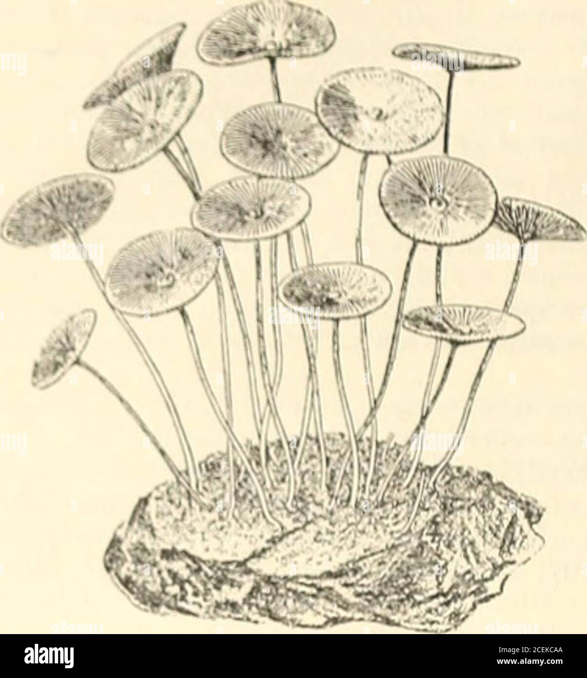 Acetabularia hi-res stock photography and images - Alamy
