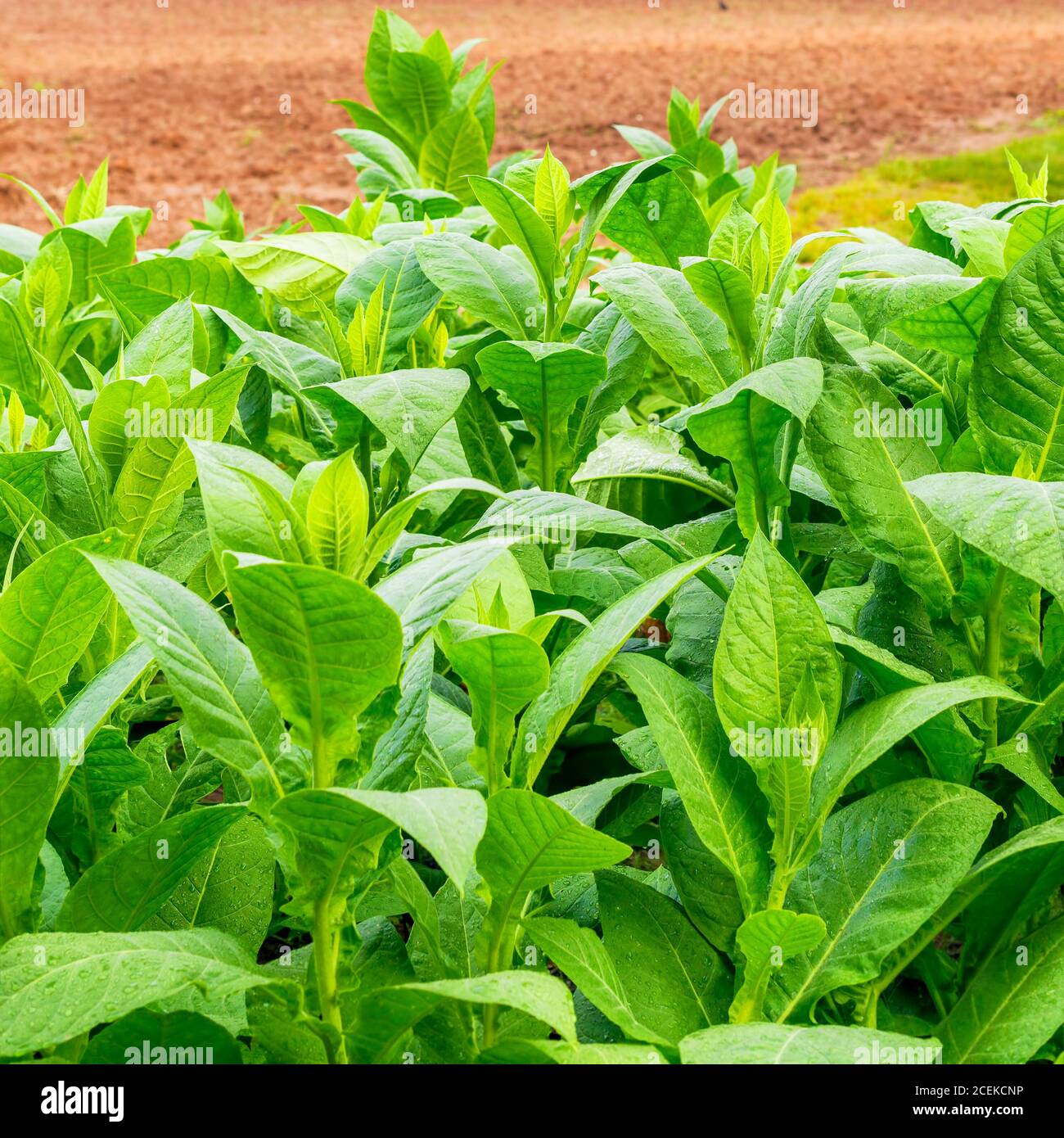 Tobacco plants on a cuban farm Stock Photo - Alamy