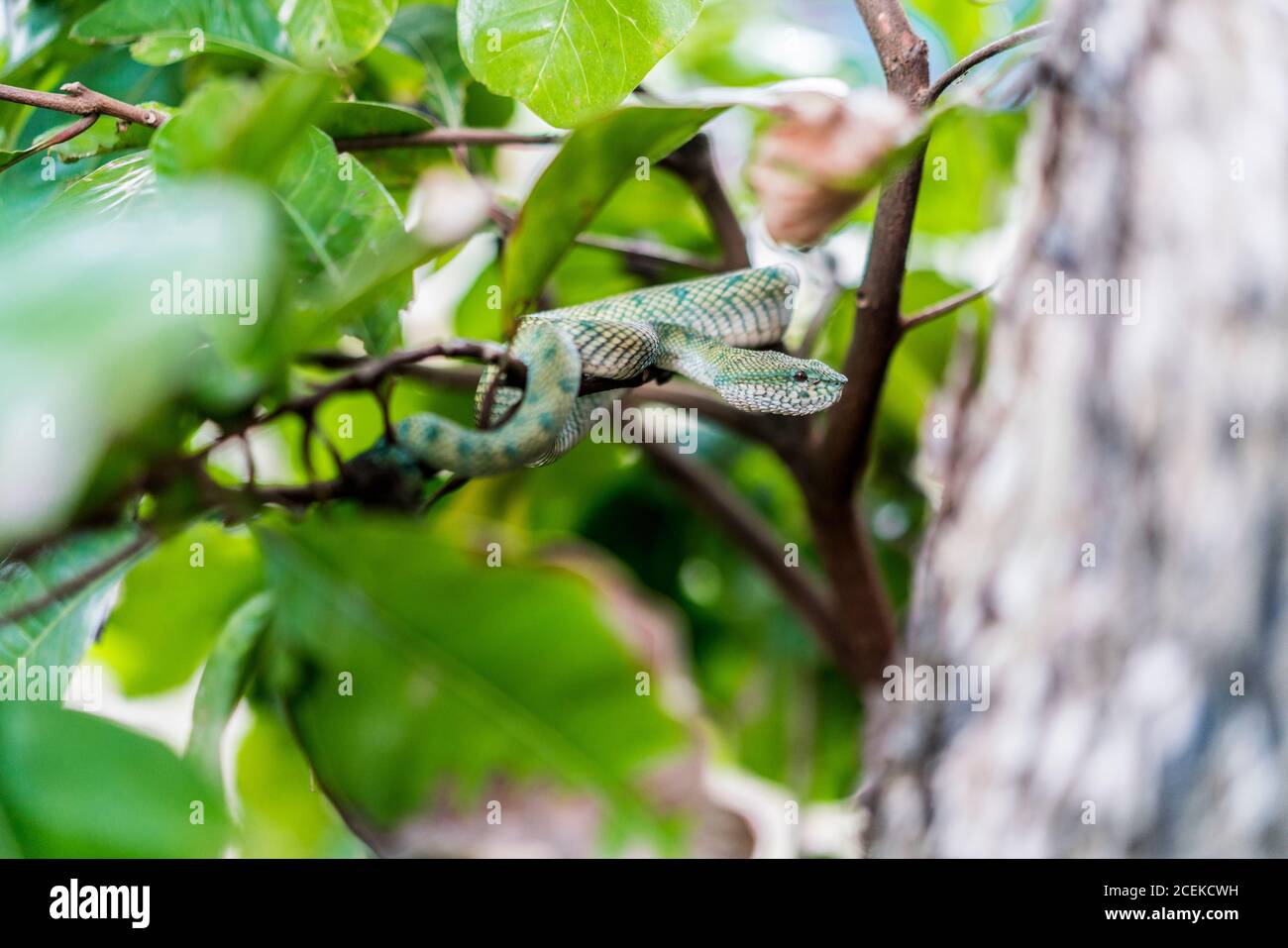 Wild green snake slithering on branch of wood in tropical forest in ...
