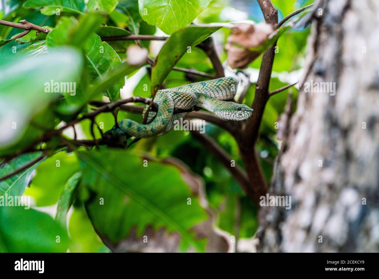Wild green snake slithering on branch of wood in tropical forest in ...