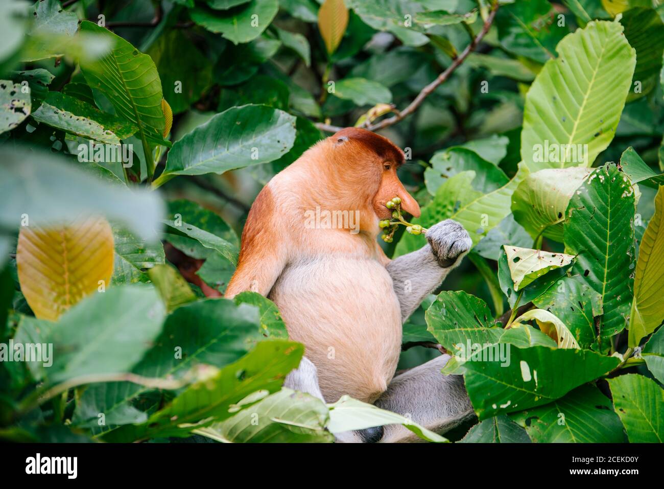 Proboscis monkey sitting between verdant leaves of wood in tropical ...