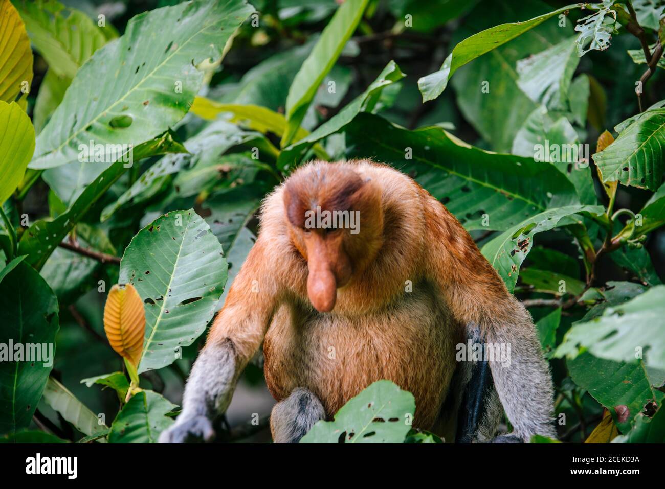 Proboscis monkey sitting between verdant leaves of wood in tropical ...