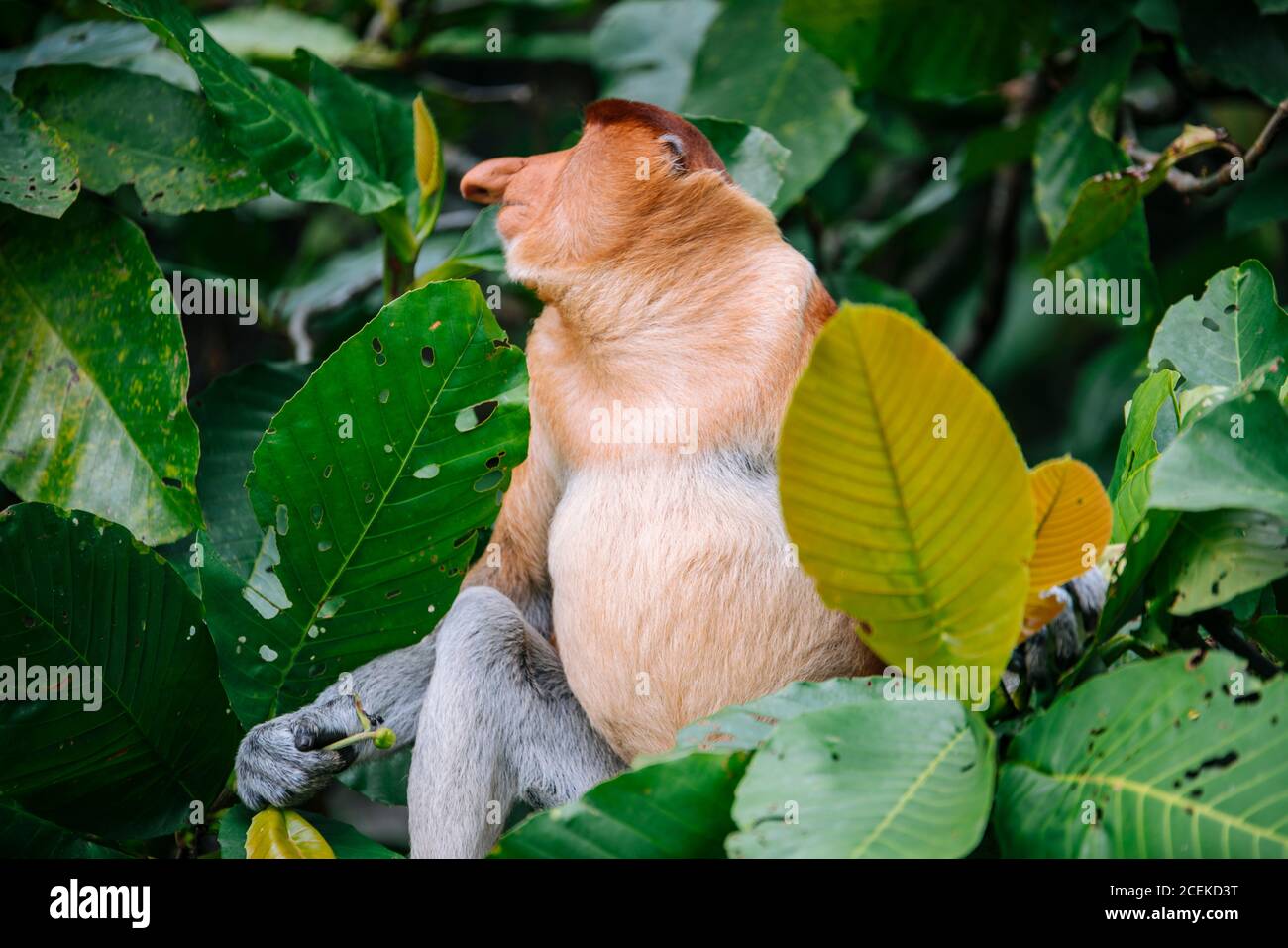 Proboscis monkey sitting between verdant leaves of wood in tropical ...