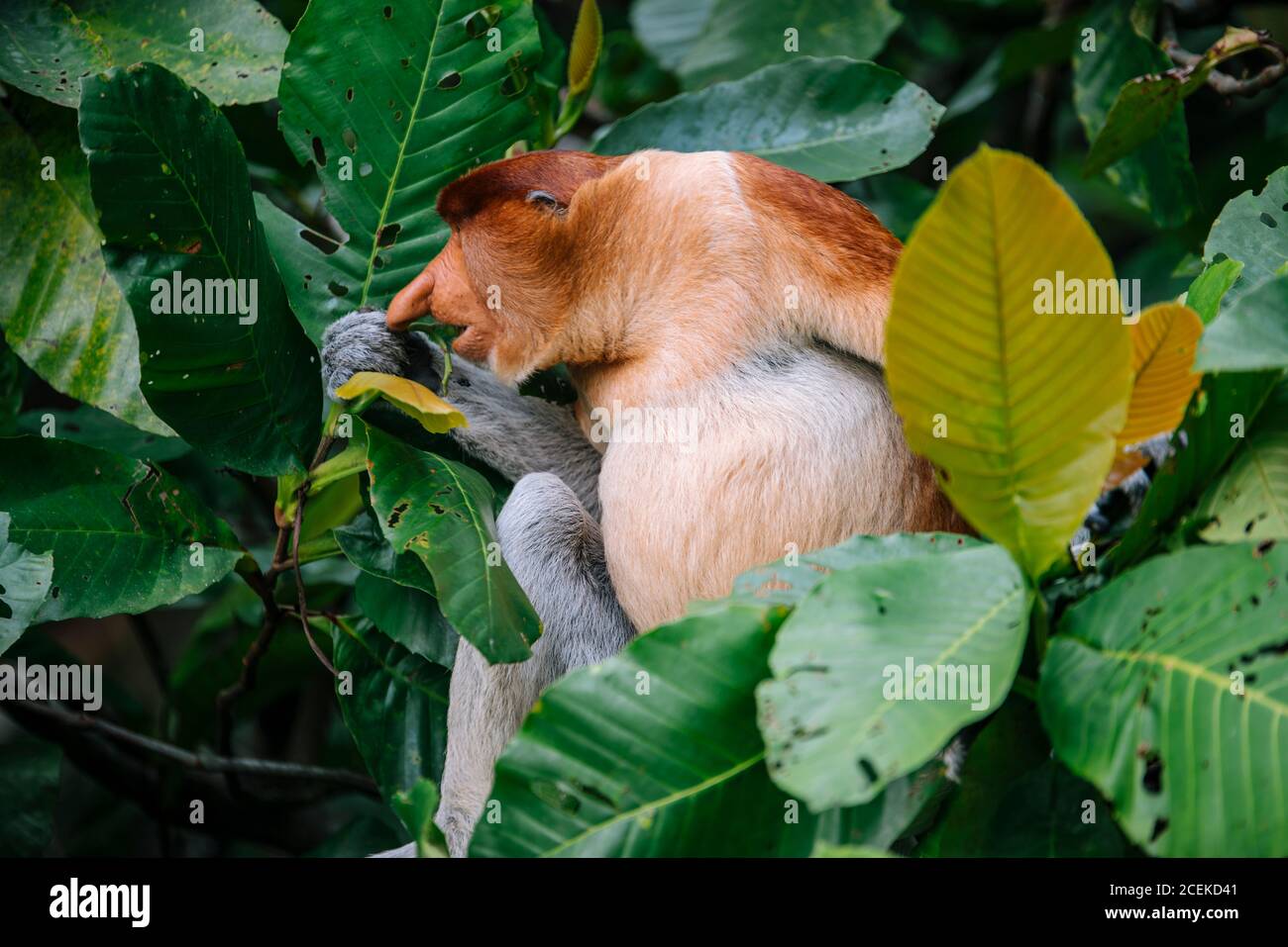 Proboscis monkey sitting between verdant leaves of wood in tropical ...