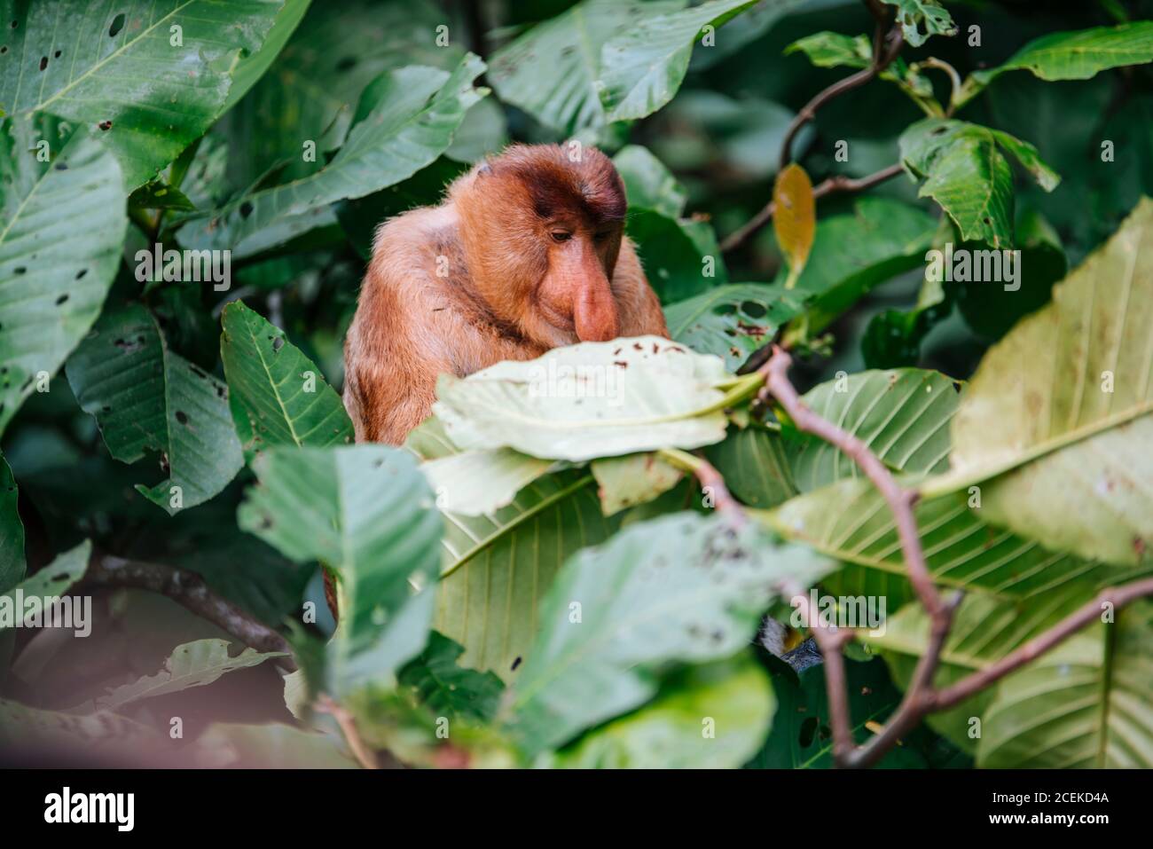 Proboscis monkey sitting between verdant leaves of wood in tropical ...