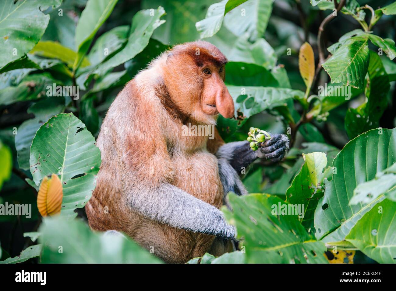 Proboscis monkey sitting between verdant leaves of wood in tropical ...