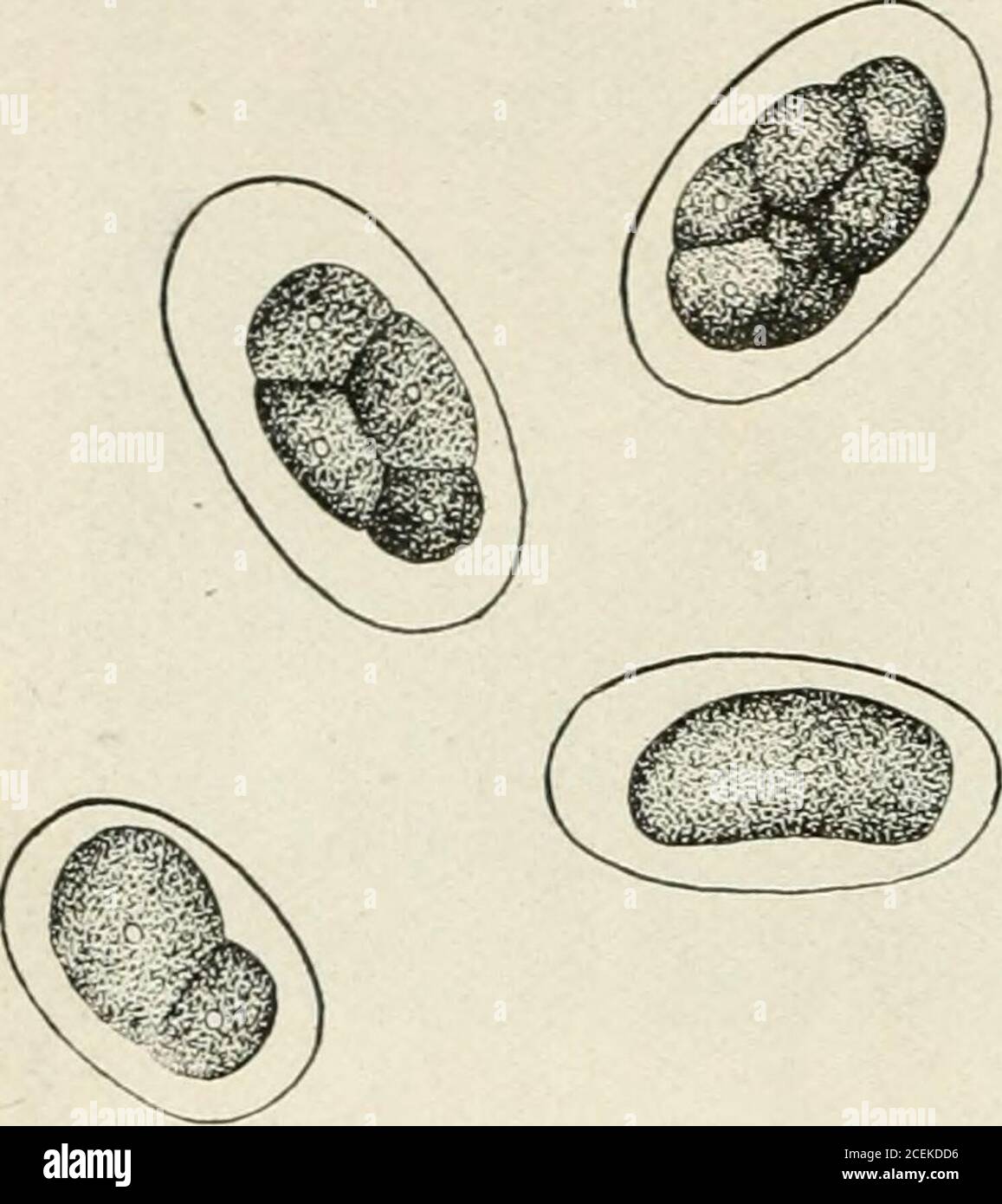 Uncinaria Stenocephala