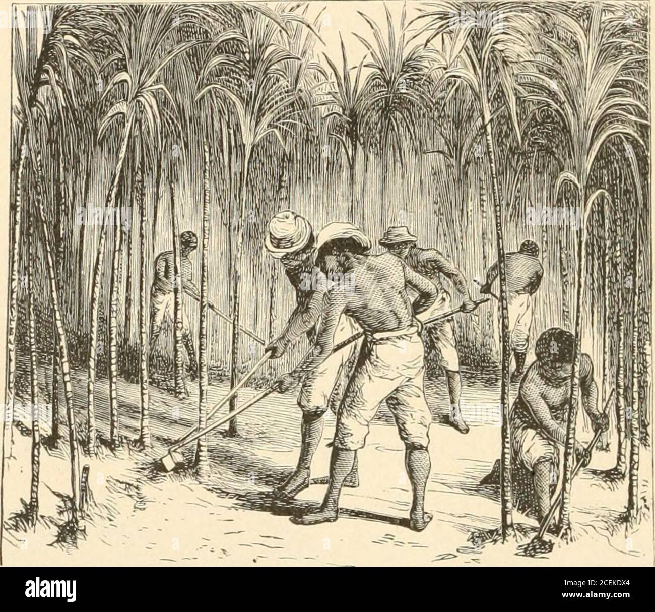 Slave markets hi-res stock photography and images - Alamy