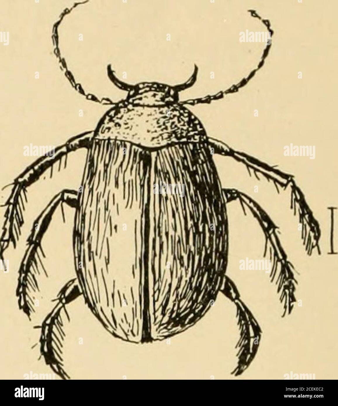 Freshwater pond beetles hi-res stock photography and images - Alamy