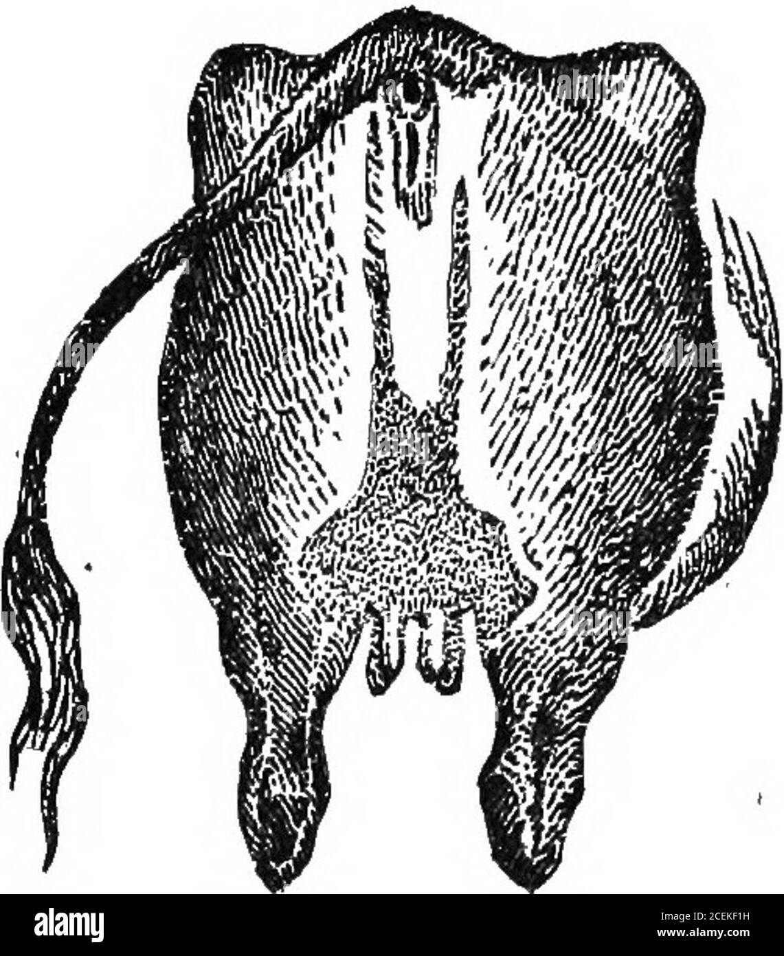 Furry cows Cut Out Stock Images & Pictures - Alamy