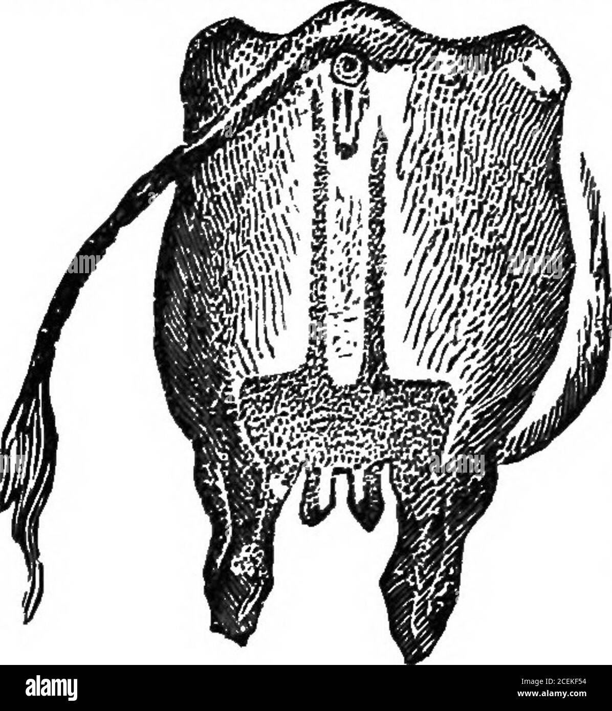 . How to select cows; or, The Guenon system simplified, explained and ...
