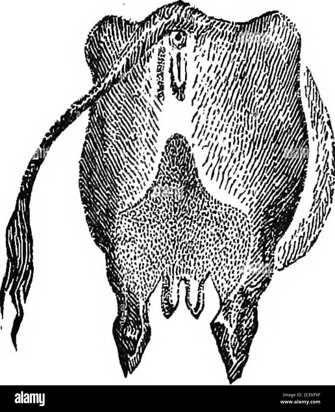 . How to select cows; or, The Guenon system simplified, explained and ...