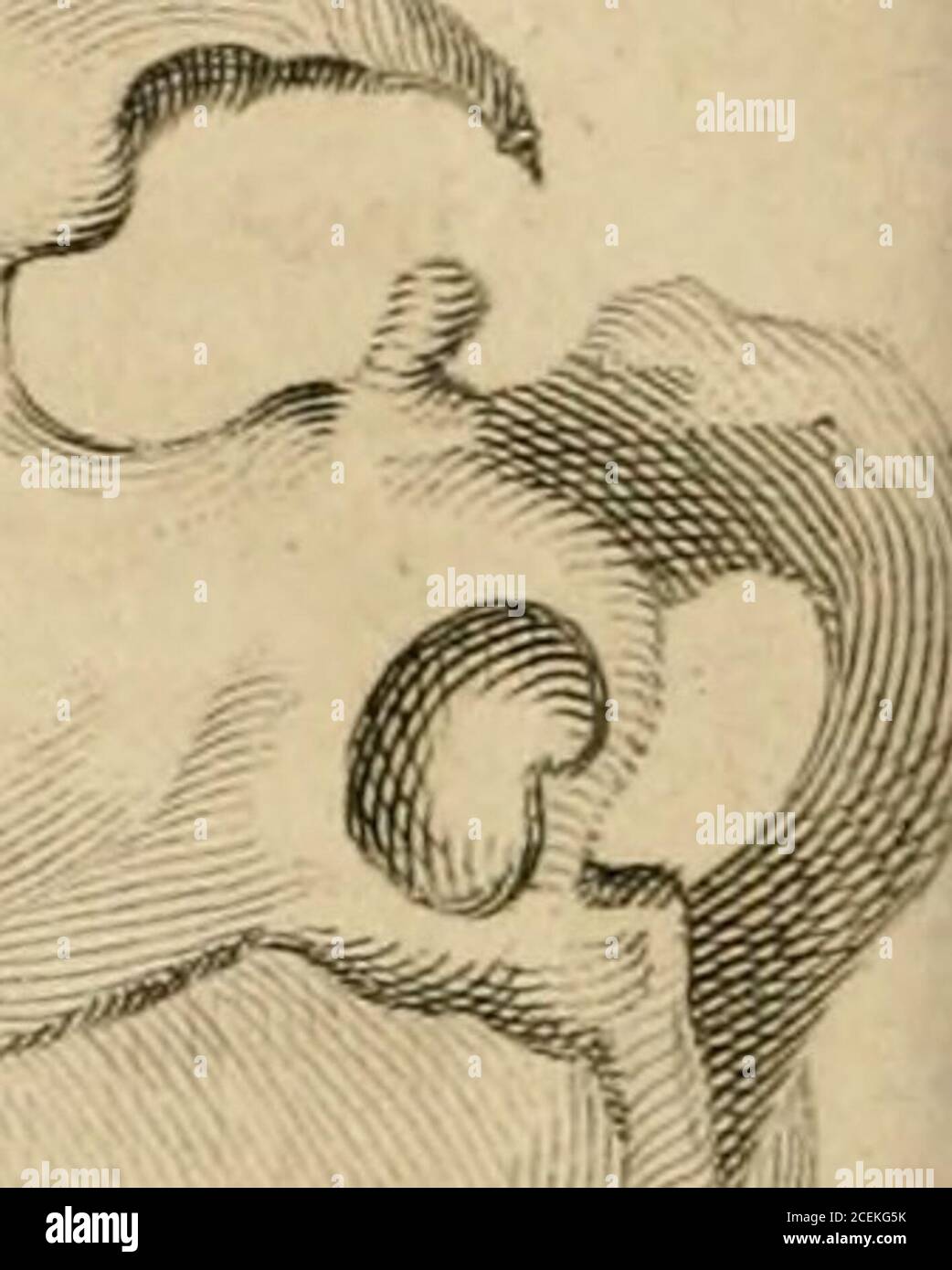 . The anatomy and physiology of the human body. Containing the anatomy ...