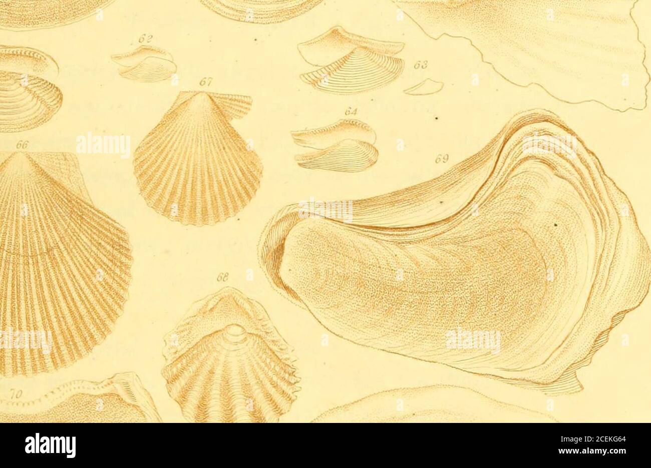 Linear Striae High Resolution Stock Photography and Images - Alamy