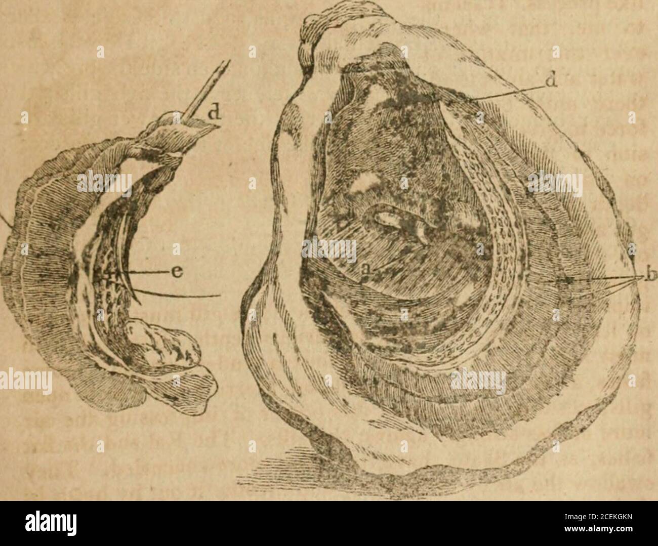 Feather gills hi-res stock photography and images - Alamy