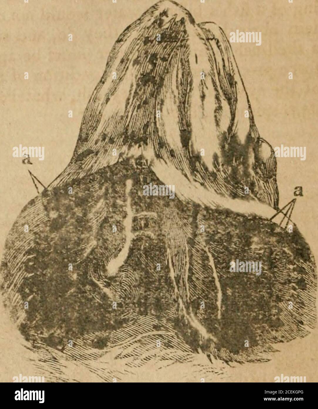 Trout anatomy hi-res stock photography and images - Alamy