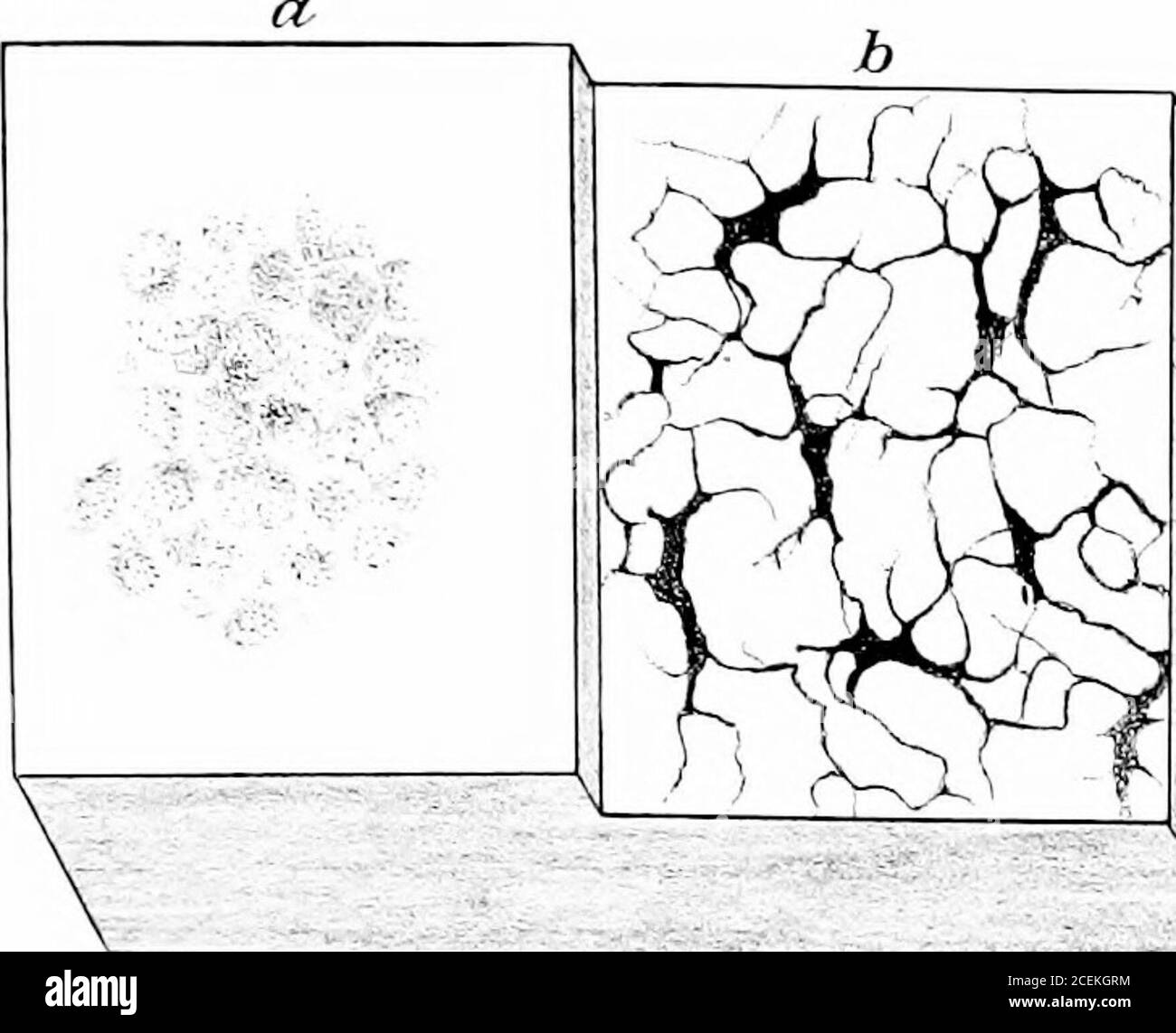 Frog endocrine system hi-res stock photography and images - Alamy