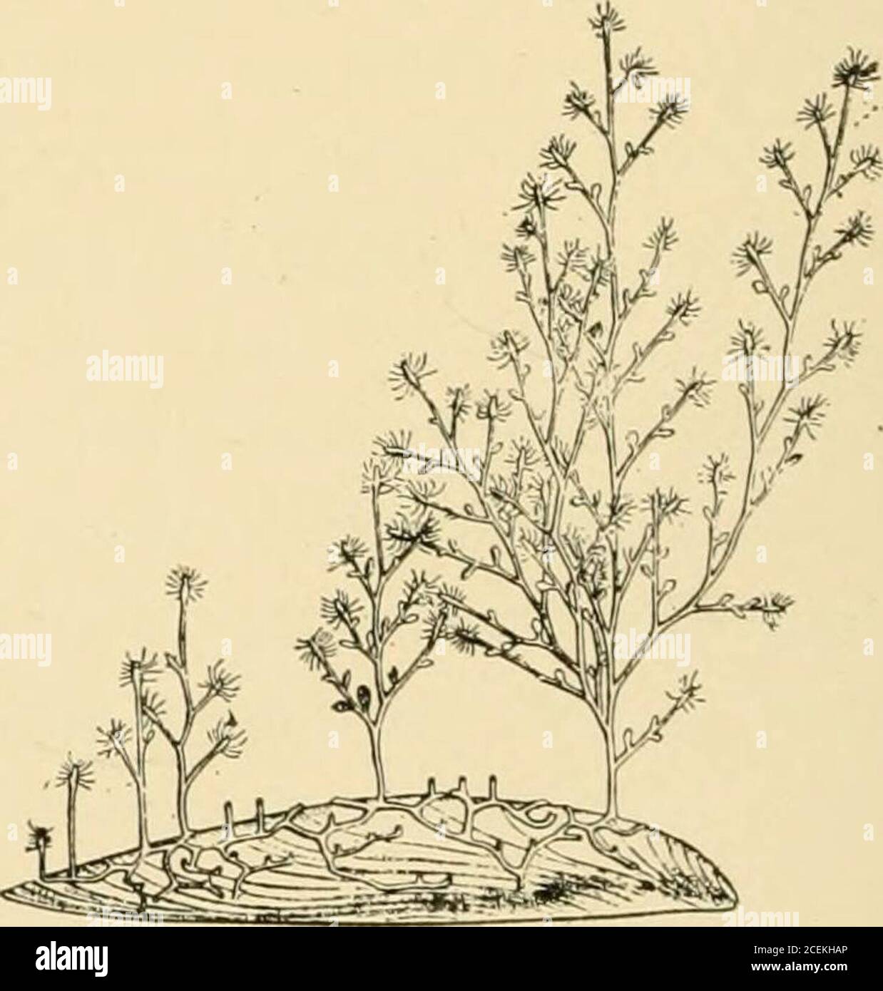 Hatching troughs hi-res stock photography and images - Alamy