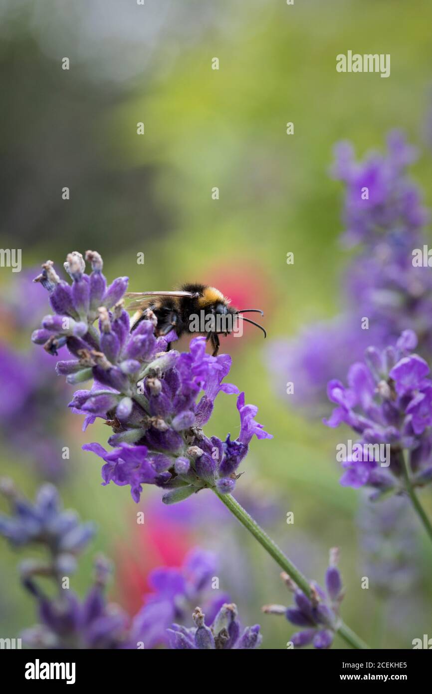 White Tailed Bumble Bee Bombus lucorum on a flower in a garden in ...