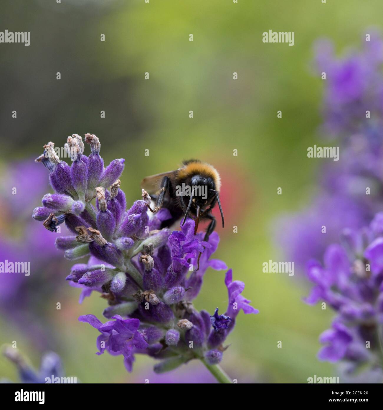 White Tailed Bumble Bee Bombus lucorum on a flower in a garden in ...