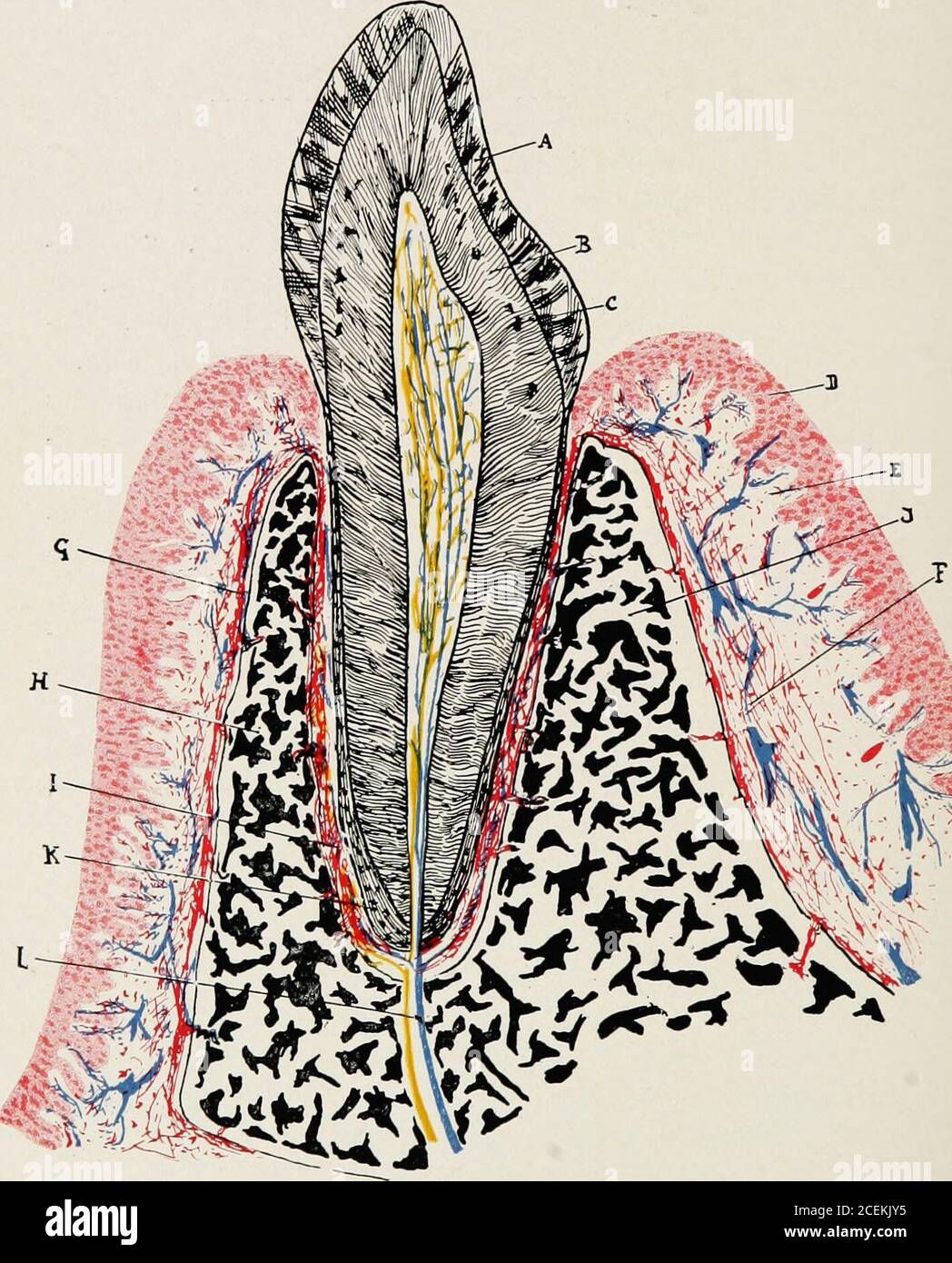 . Oral anaesthesia; local anaesthesia in the oral cavity, technique and ...