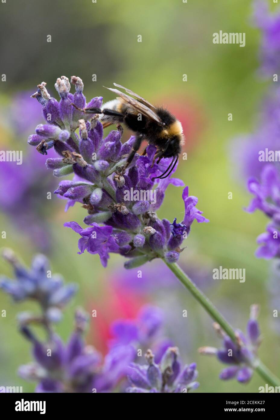 White Tailed Bumble Bee Bombus lucorum on a flower in a garden in ...