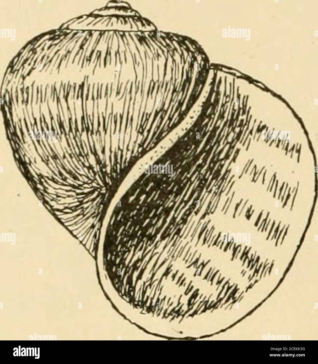 Freshwater fishes series hi-res stock photography and images - Alamy